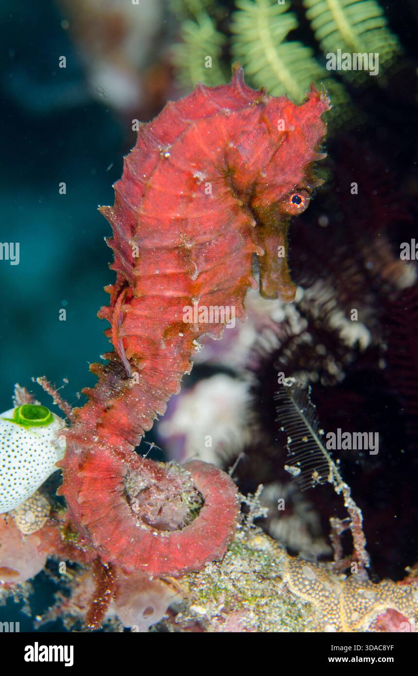 Estuary Seahorse, Hippocampus kuda, Crystal Bay Wall dive site, Padang ...