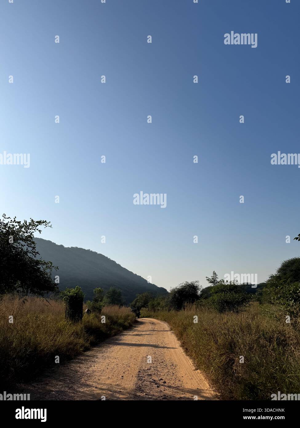 View forest taken during jungle hi-res stock photography and images - Alamy