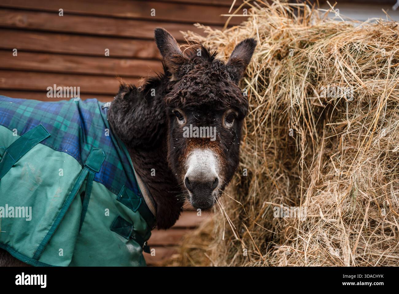 Donkey eating straw hi-res stock photography and images - Alamy