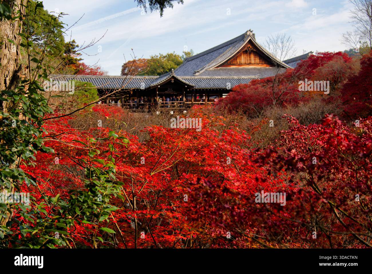 Maple Leaf Festival - Autumn at Tofukuji Temple in Kyoto Stock Photo ...