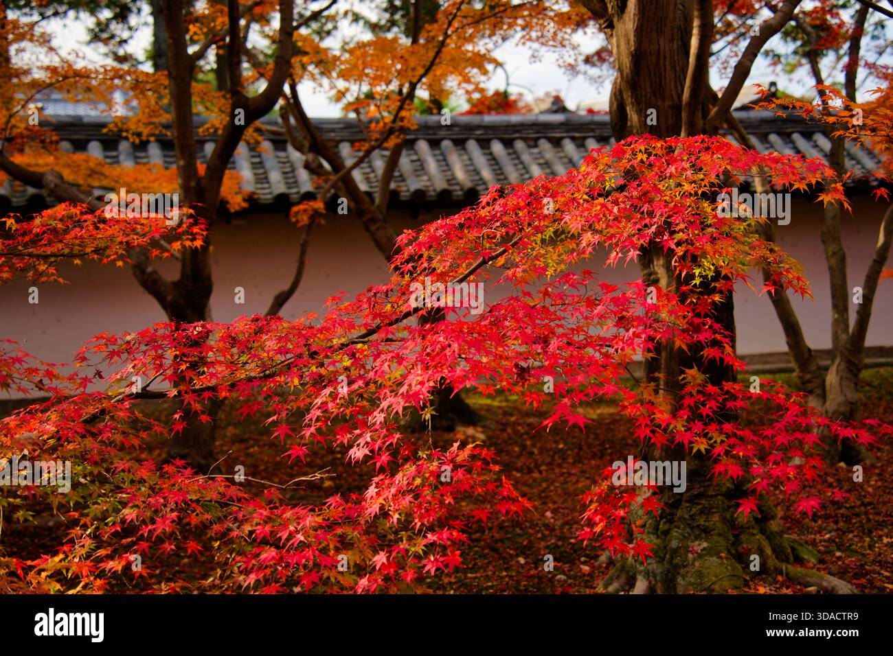 Maple Leaf Festival - Autumn at Tofukuji Temple in Kyoto Stock Photo ...