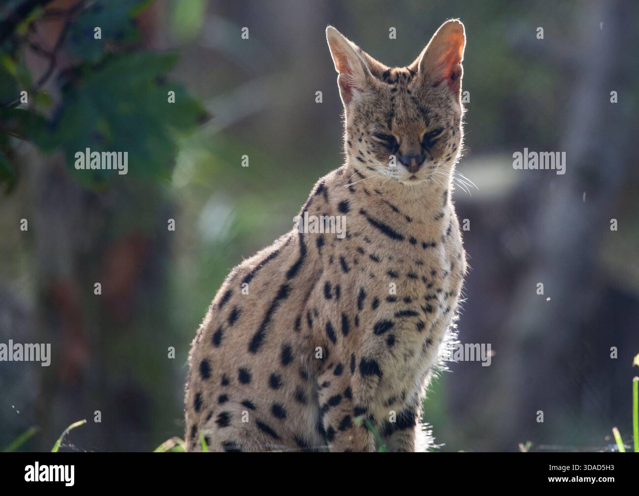 Cheshire cat hi-res stock photography and images - Alamy