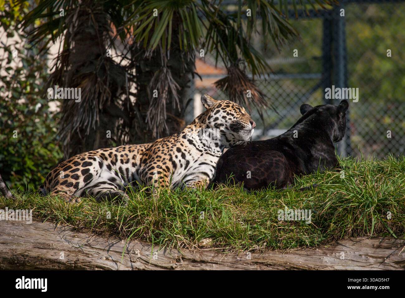 Jaguars Chester Zoo, Upton-by-Chester, Cheshire, England. United ...