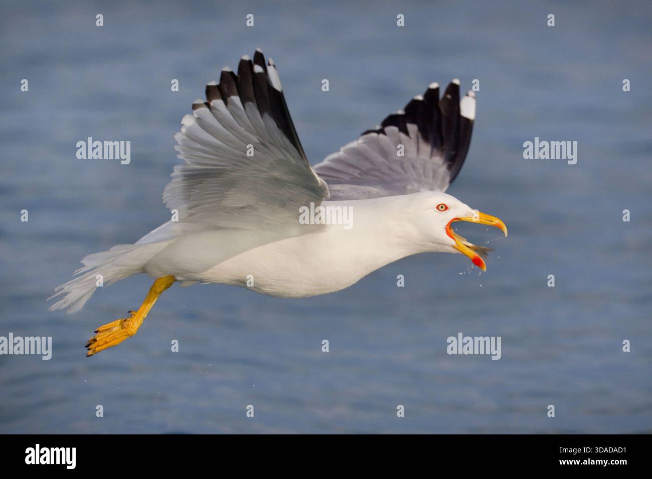 Armenian gull (Larus armenicus), in flight with a caught fish in its ...