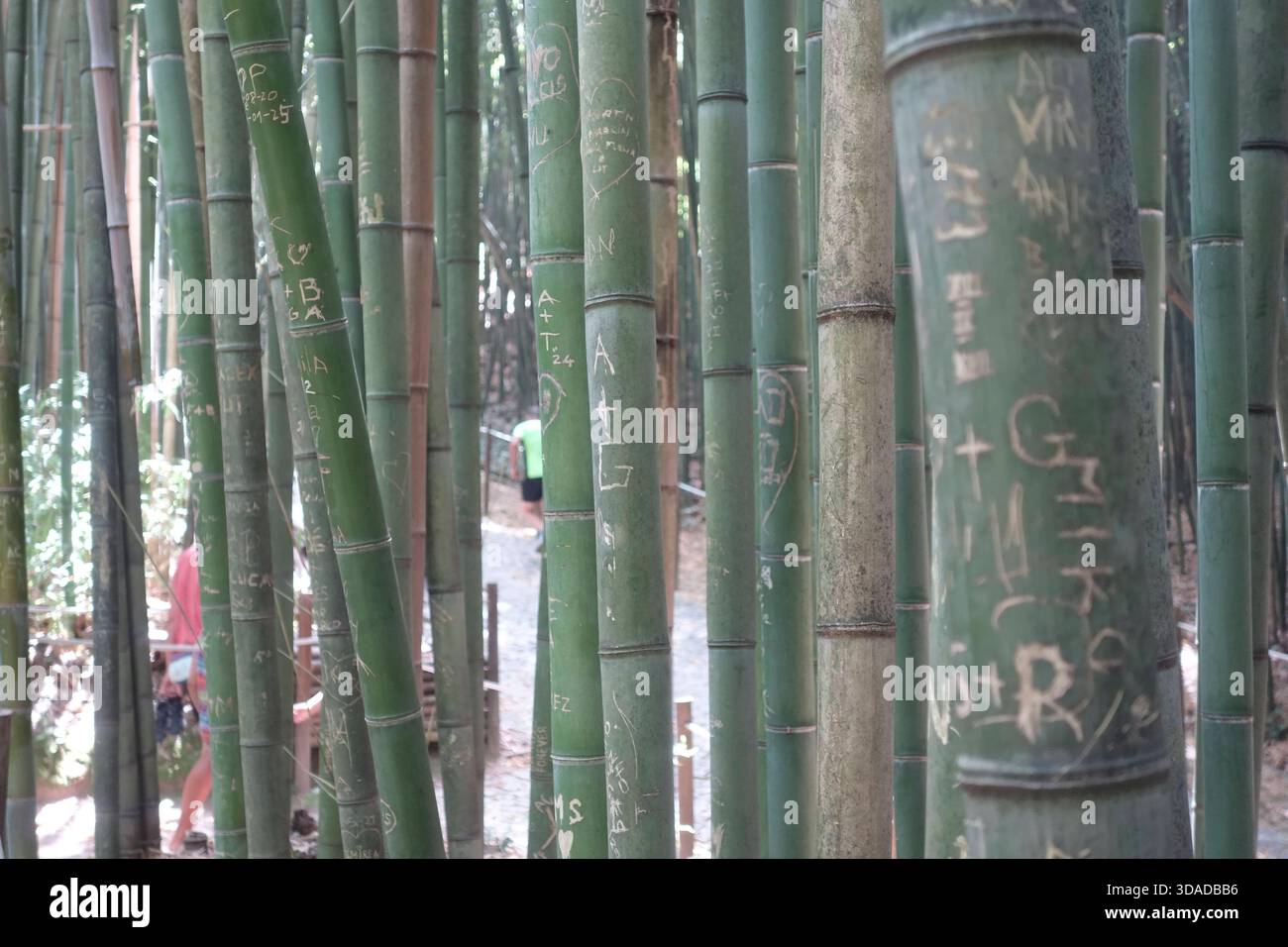 bamboo plants, evergreen perennial flowering plants of the grass family ...