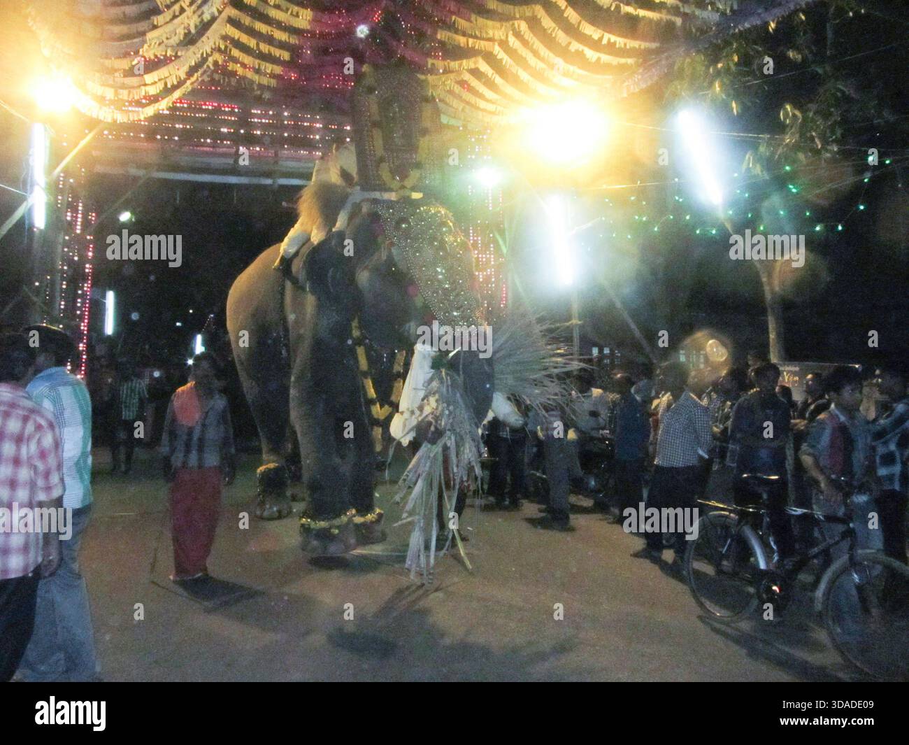 indian elephant in a temple in India,they are no pets indian elephant ...