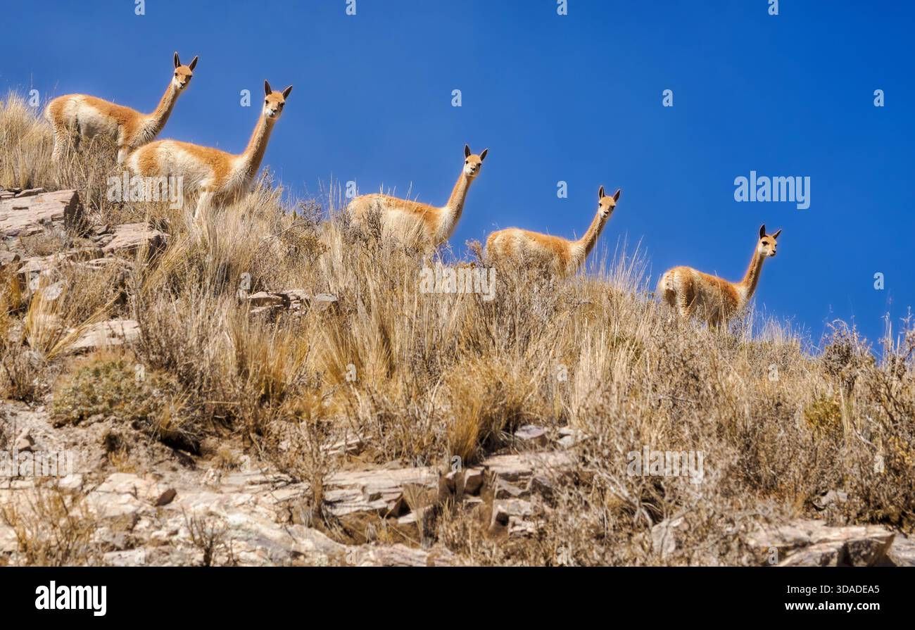 Northern slope of the andes hi-res stock photography and images - Alamy