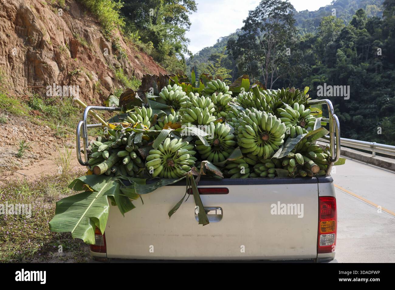 Pickup truck full of green banana bunches on rural road, transporting ...