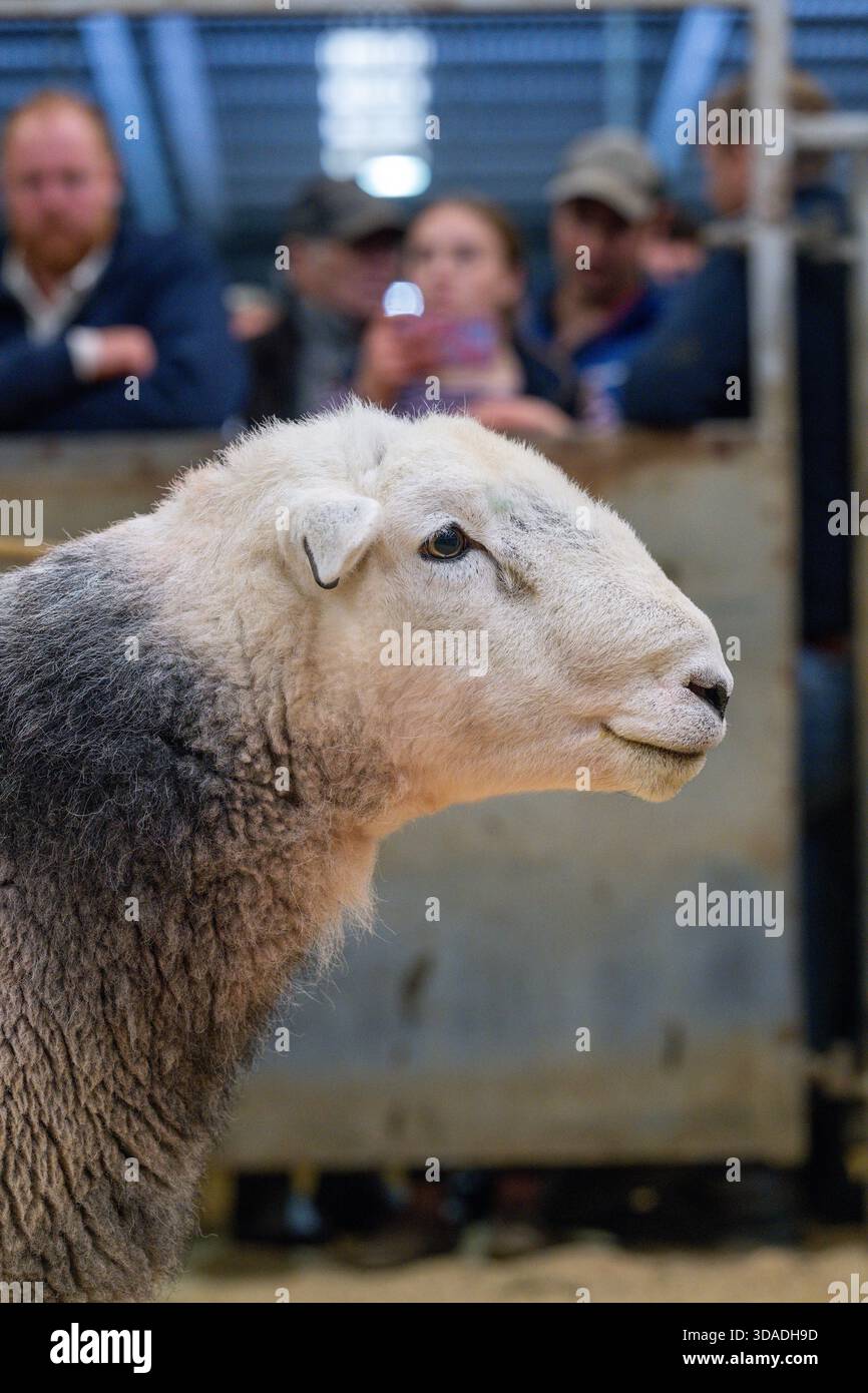 Herdwick Ram show and sale at Cockermouth Auction, 2025. Cumbria, UK ...