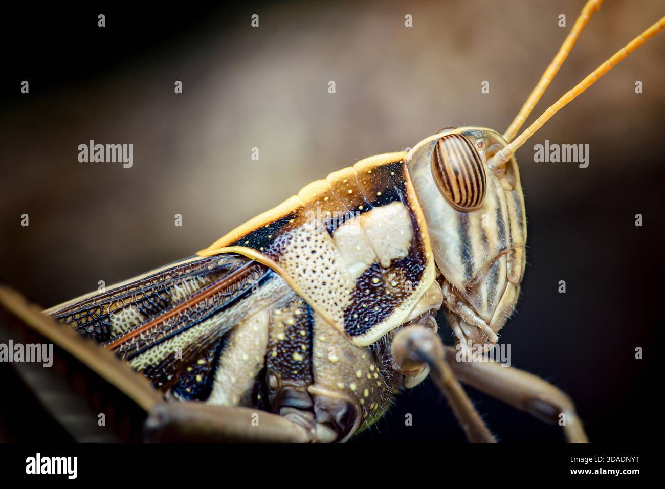 Exoskeleton patterns hi-res stock photography and images - Alamy