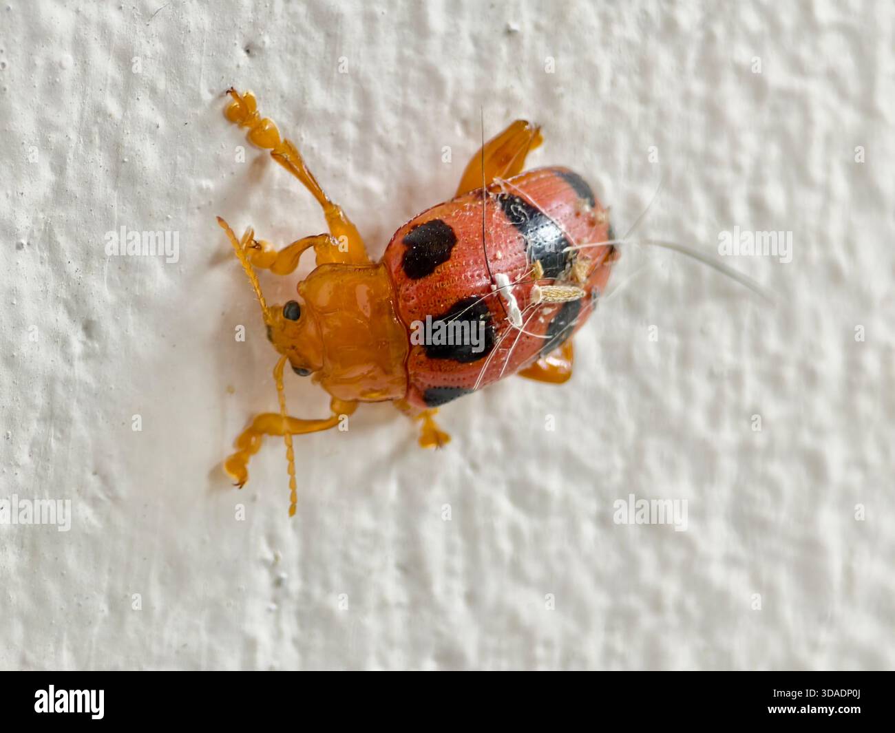 An orange spotted flea beetle or podontia affinis on a white wall Stock ...