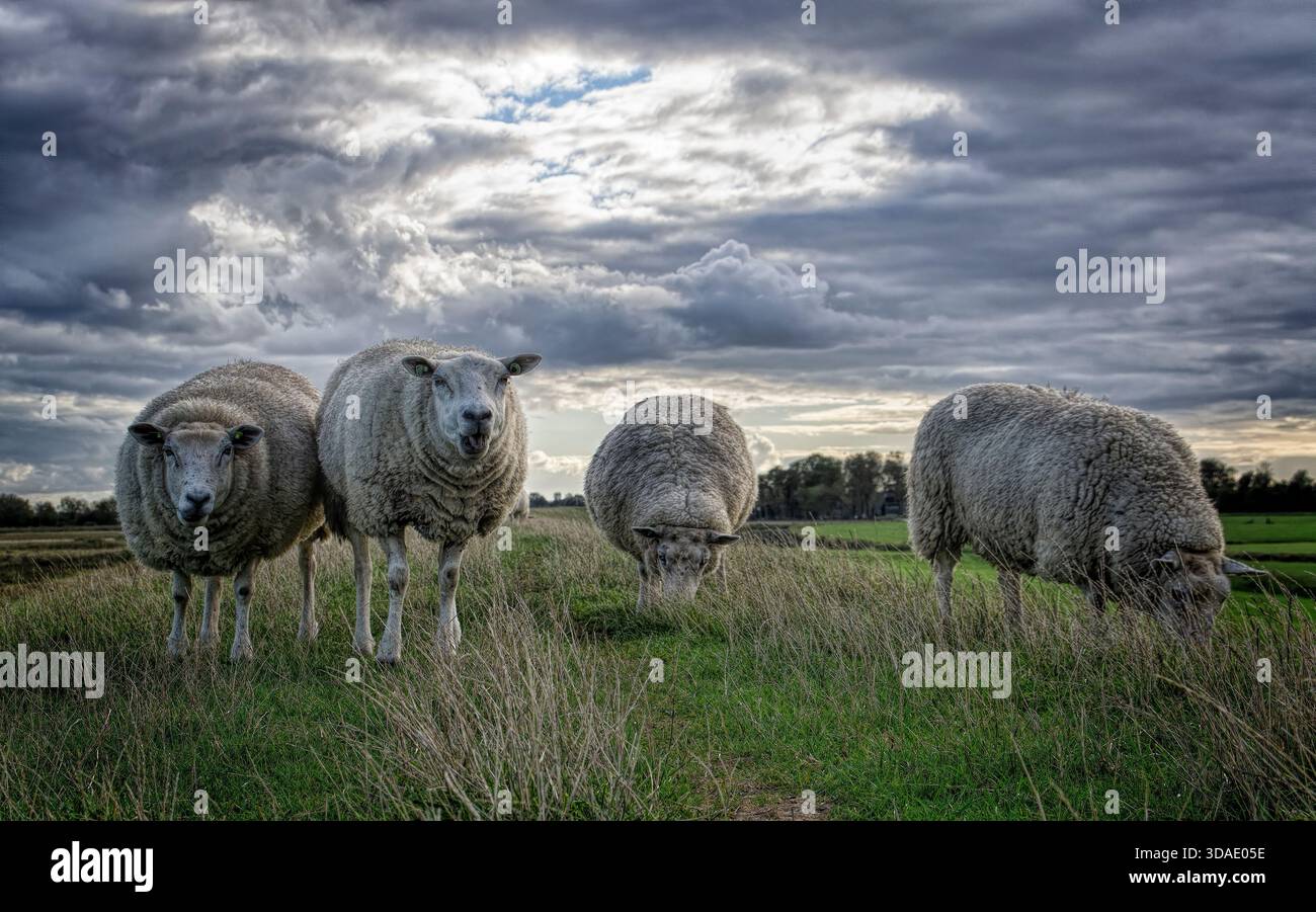 Texel sheep (Ovis aries) stand and graze on a grassy bank dyke beneath ...