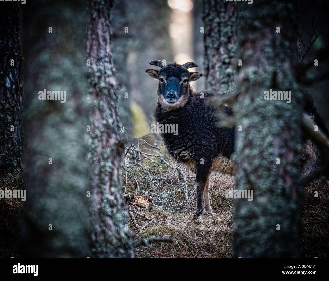 Wild horned sheep (Ovis aries)stands alert among trees in a forest ...