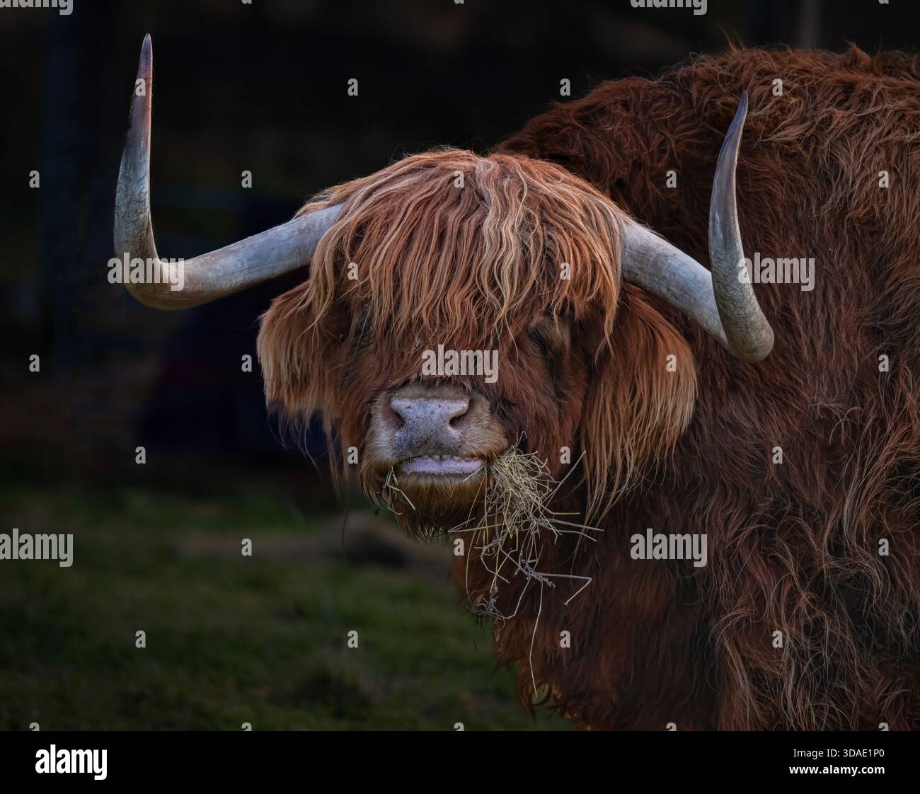 Highland cow with long horns and shaggy coat eats hay in low light ...