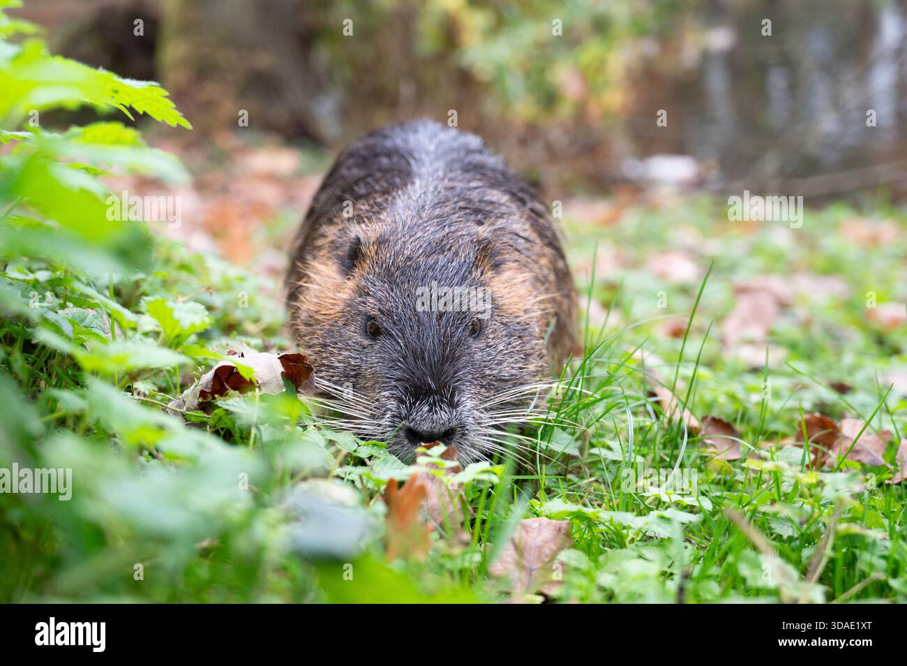 Nutria River Rat, Coypu Herbivorous, Semiaquatic Rodent Family ...