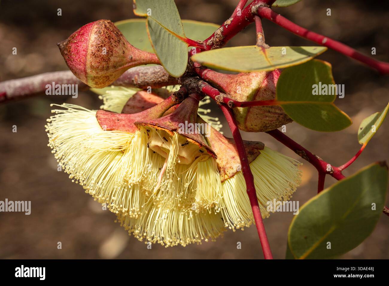 Sessile stalkless buds and fruit hi-res stock photography and images ...