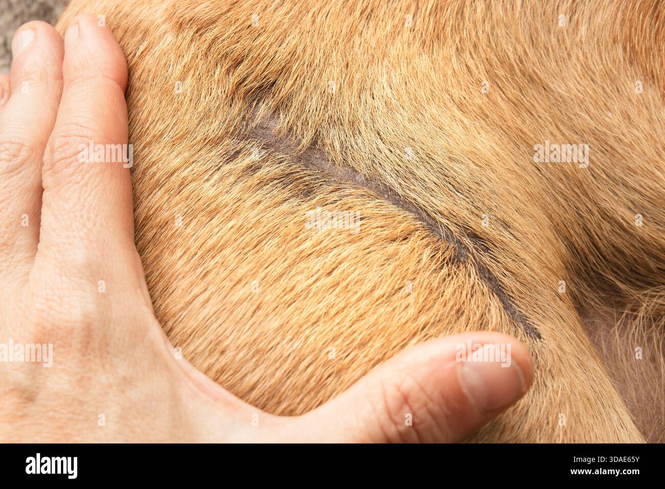 Hand laceration close up hi-res stock photography and images - Alamy