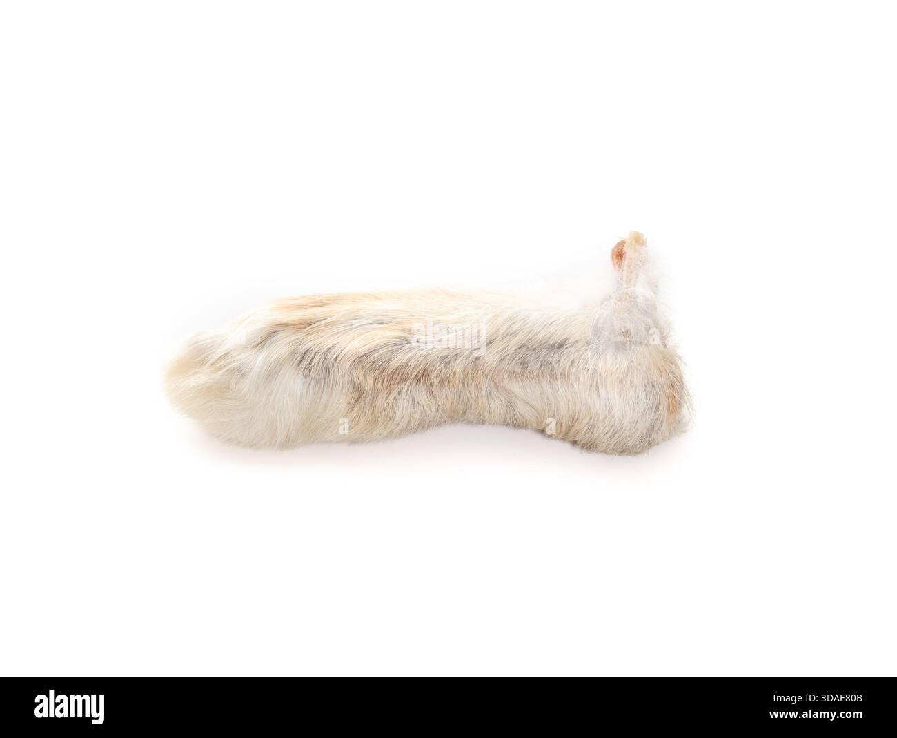 Rabbit ward Cut Out Stock Images & Pictures - Alamy