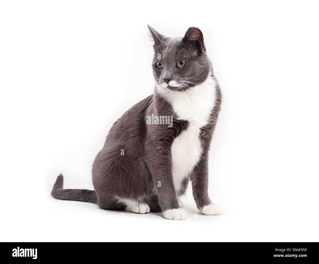 Mustache cat with sitting against white background. Front view of gray ...
