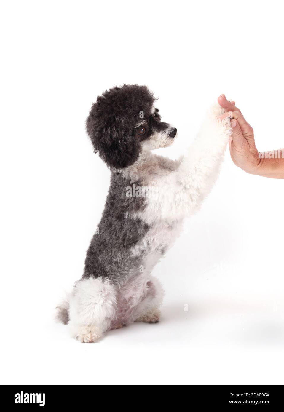 Senior begging Cut Out Stock Images & Pictures - Alamy