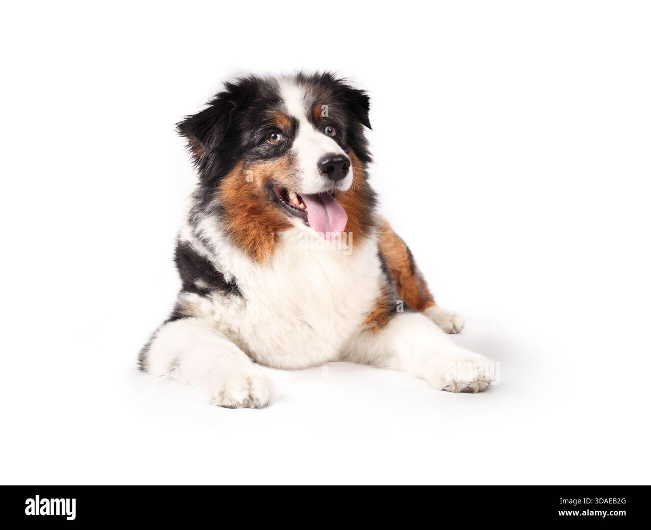 Australian Shepherd lying on white background. Senior dog with happy ...