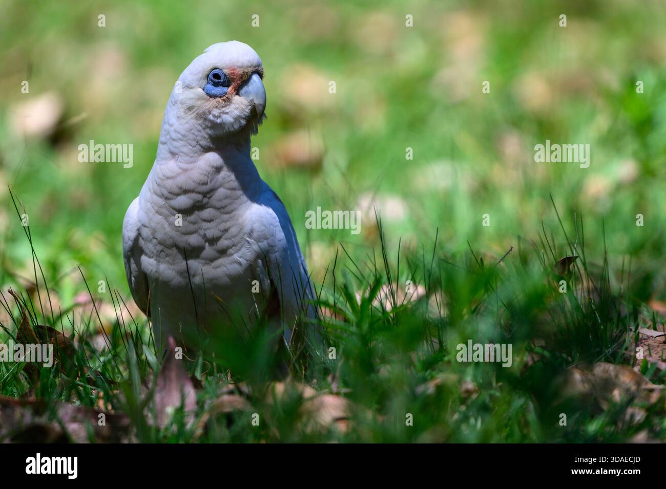 New corella hi-res stock photography and images - Alamy