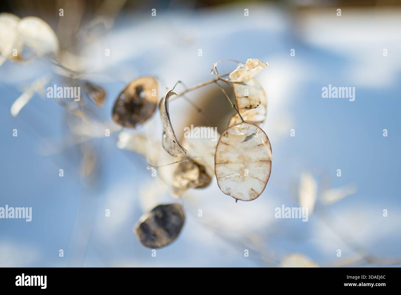 Ephem re hi-res stock photography and images - Alamy
