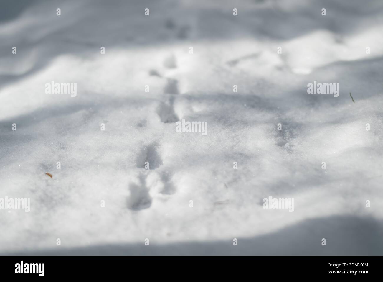 Small animal tracks form a delicate trail across fresh snow, lit by ...