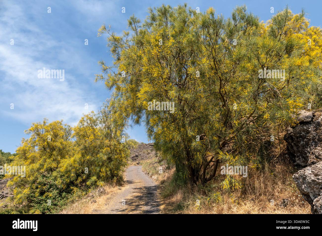 The Mount Etna broom (Genista aetnensis) in flower, a spectacular sight ...