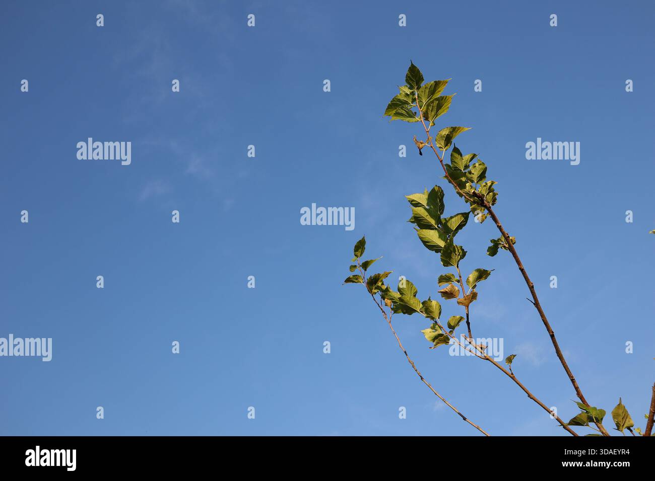 Blue sky day with thin white wispy clouds featuring a small branch of a ...