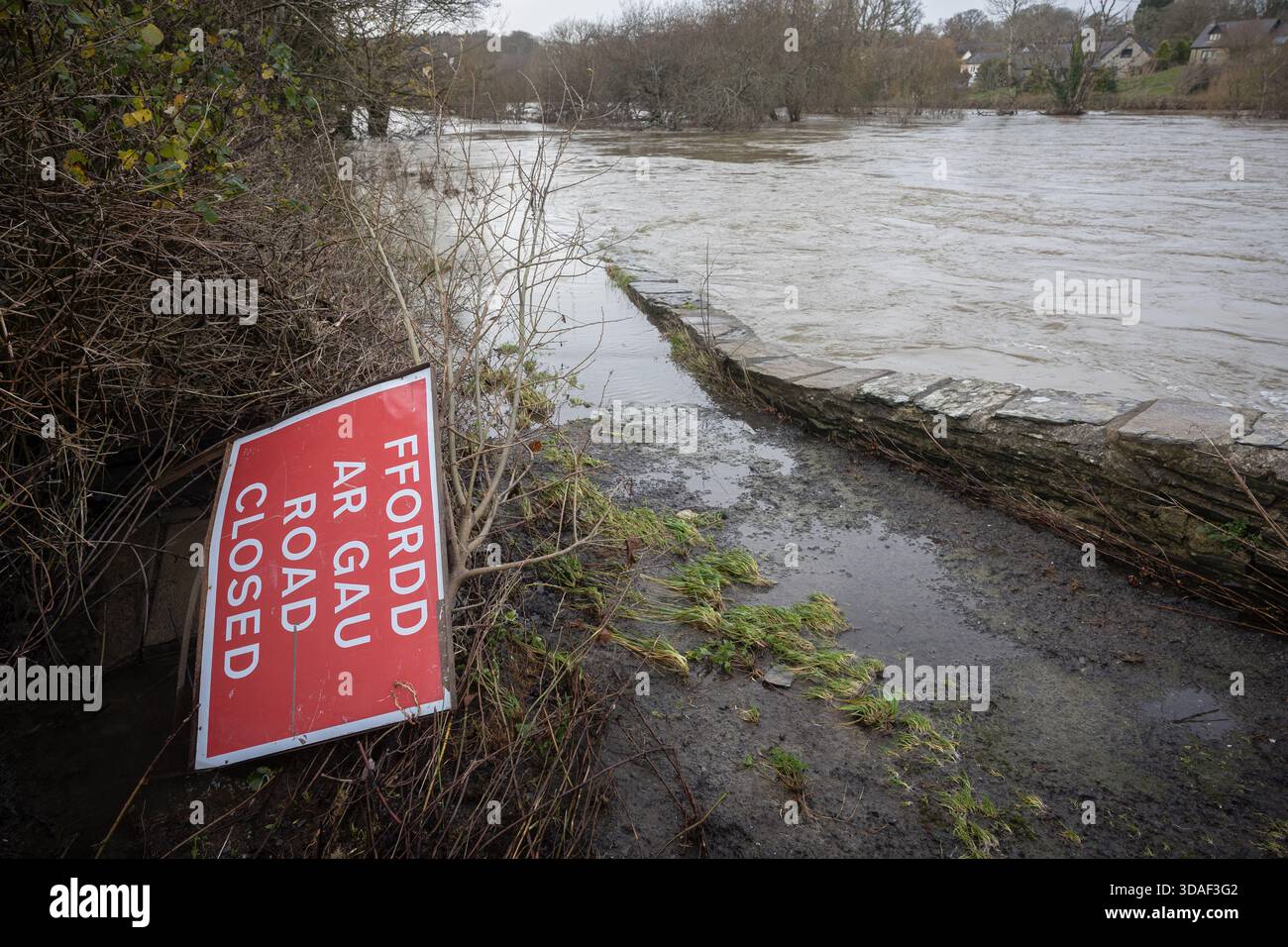 CARDIGAN, UK - 10 Dec 2025: Flooding at the 17th-century Llechryd ...