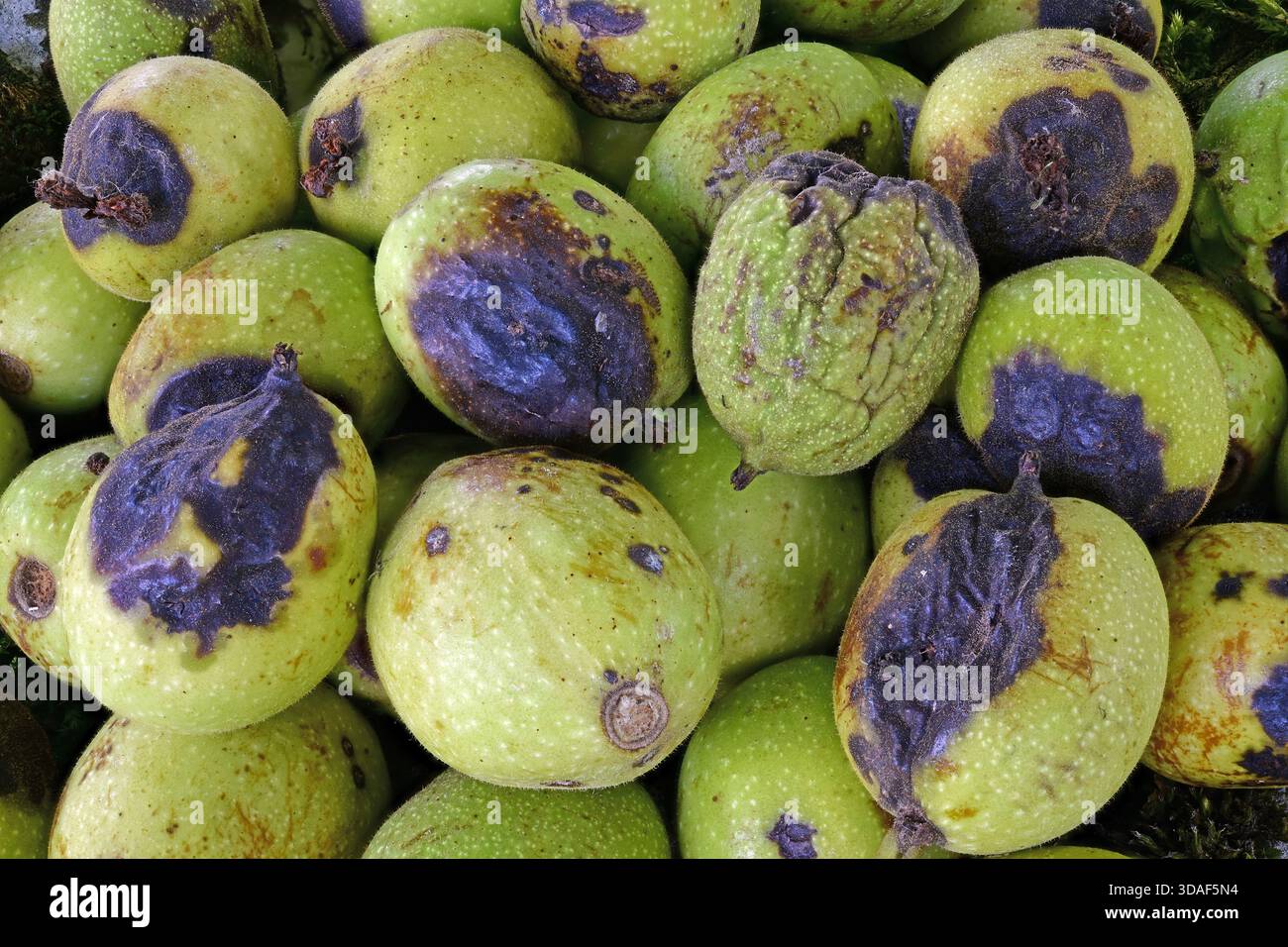 Microbial lesions hi-res stock photography and images - Alamy