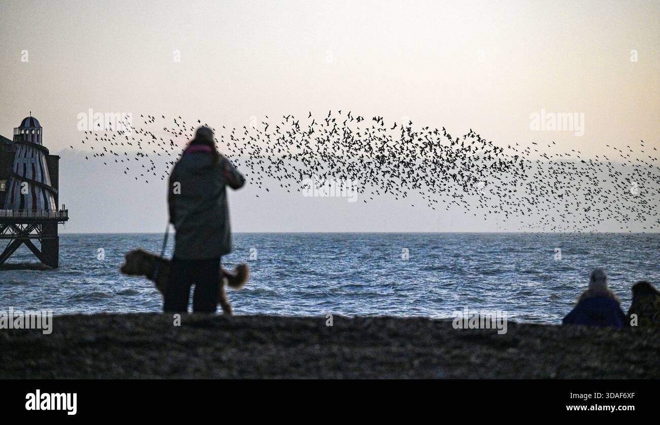 December 2025 murmuration hi-res stock photography and images - Alamy