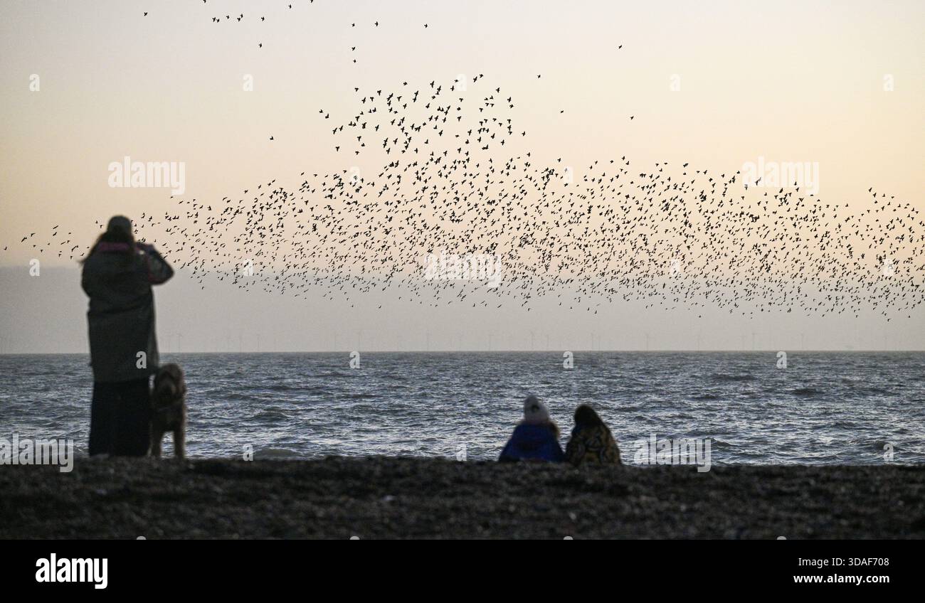 December 2025 murmuration hi-res stock photography and images - Alamy