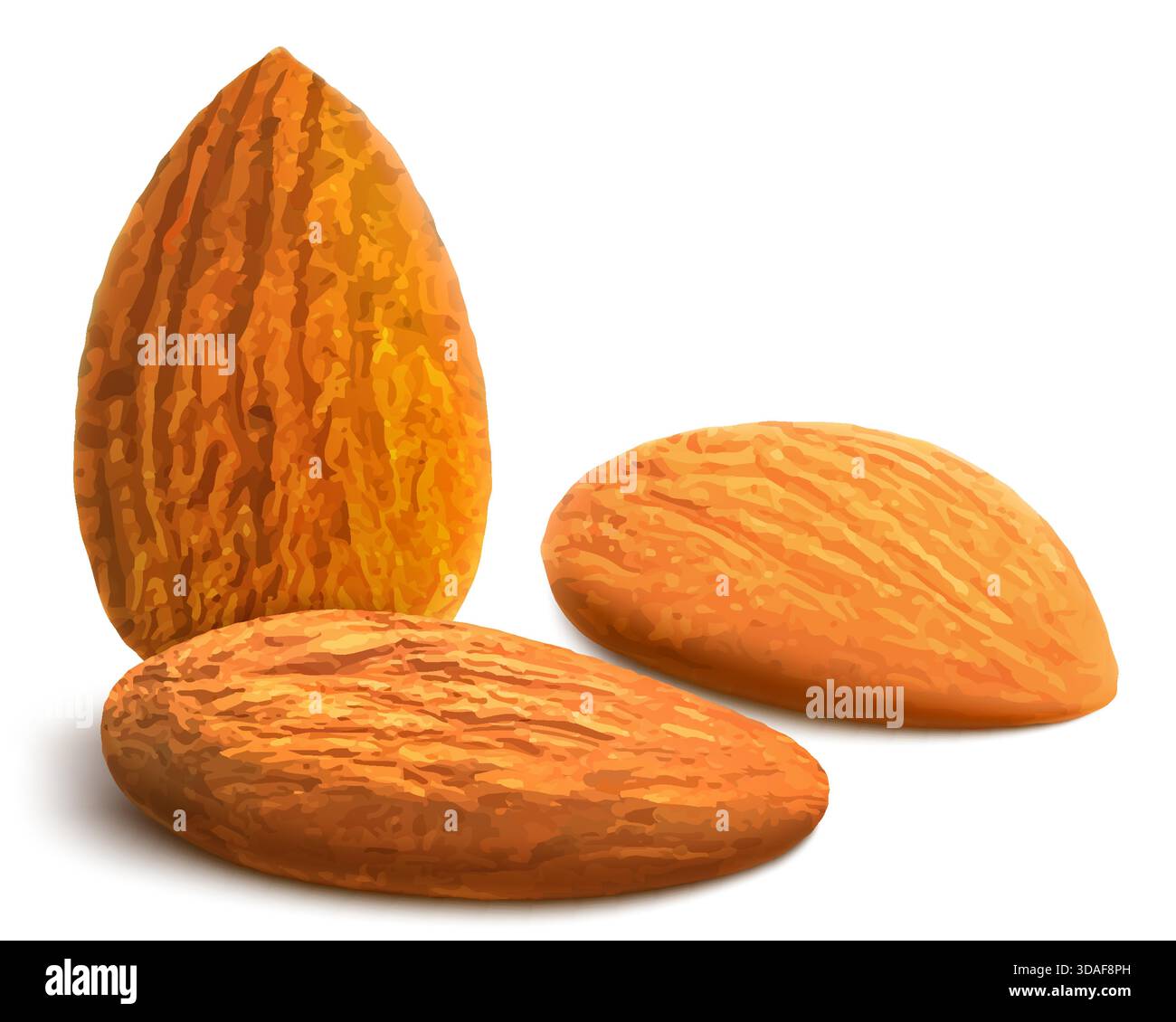 Almond oil almonds almonds nuts food Stock Vector Images - Alamy