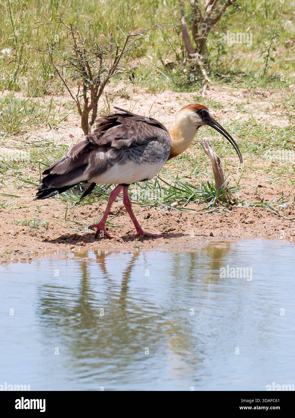 Ibis a cou blanc hi-res stock photography and images - Alamy