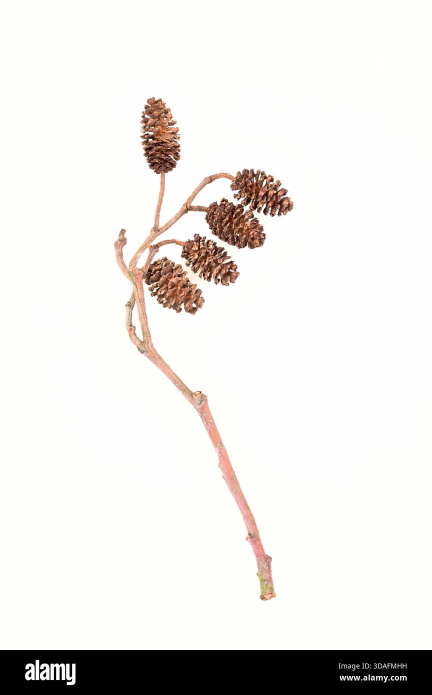 Twig of Common alder tree with five winter female catkins Stock Photo ...