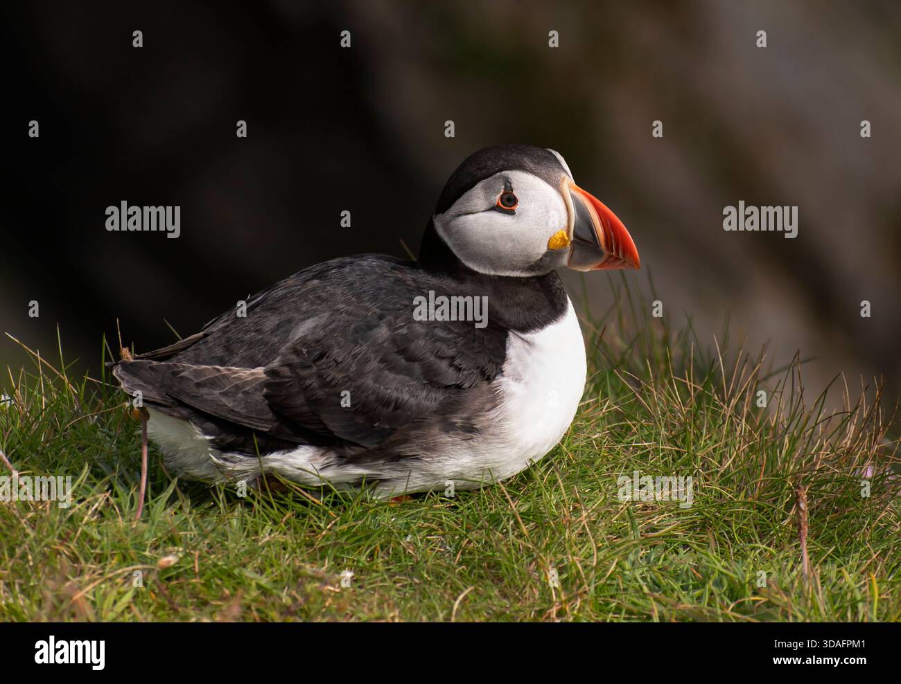 Atlantic Puffins (Fratercula arctica) at the burrow, Fair Isle ...