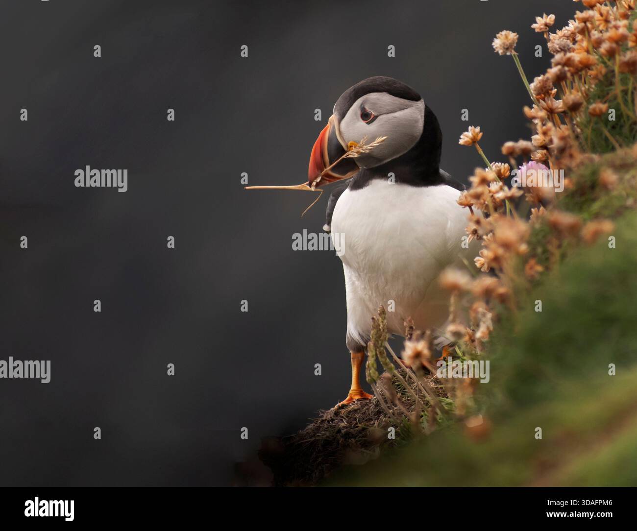 Atlantic Puffins (Fratercula arctica) at the burrow, Fair Isle ...