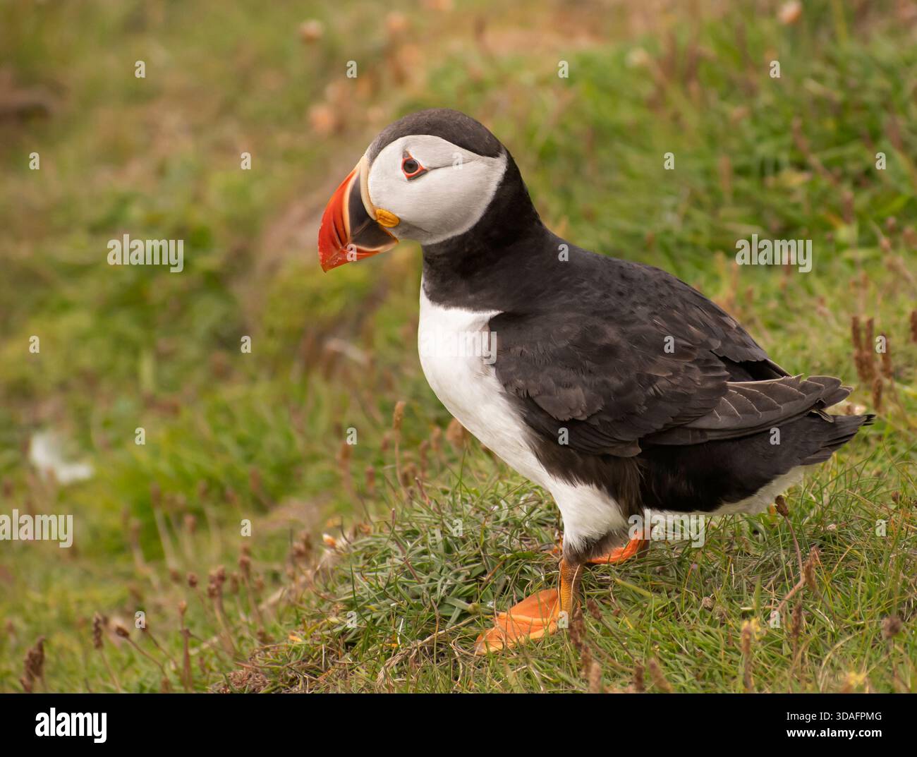 Atlantic Puffins (Fratercula arctica) at the burrow, Fair Isle ...