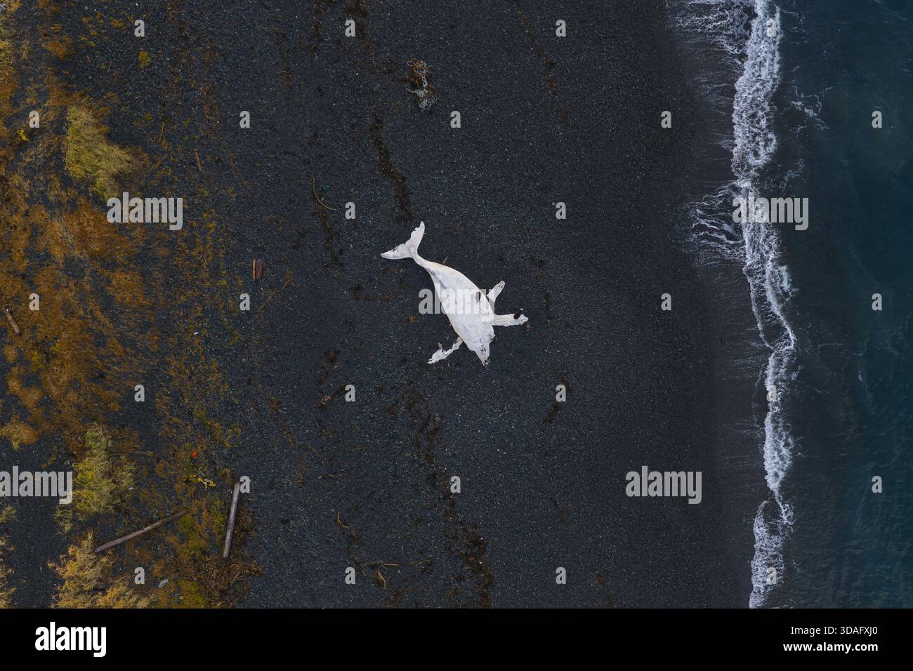 Aerial view of the stark white carcass of a whale lying on the dark ...