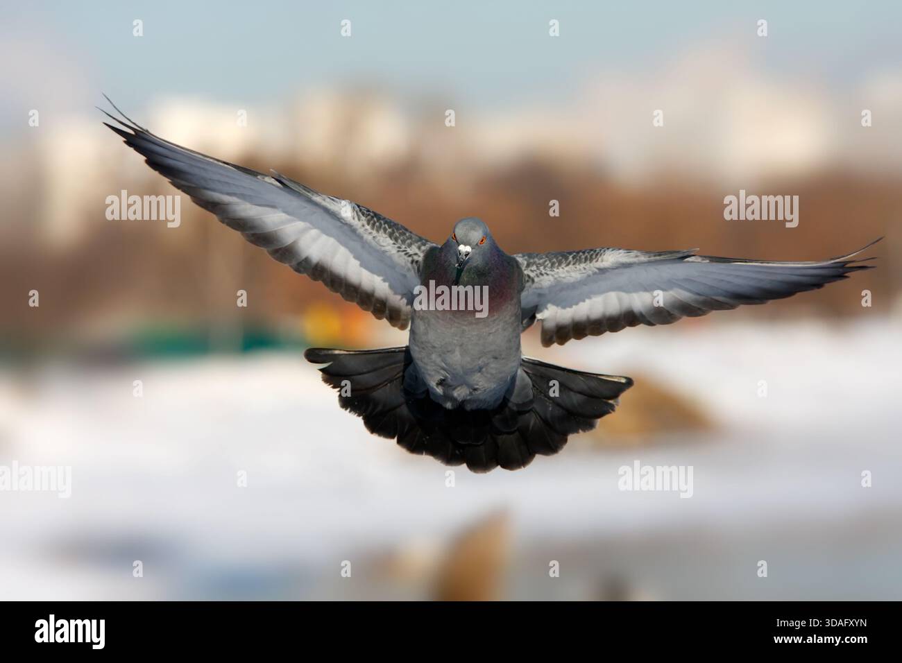 Feral pigeon in flight with spread wings Stock Photo - Alamy