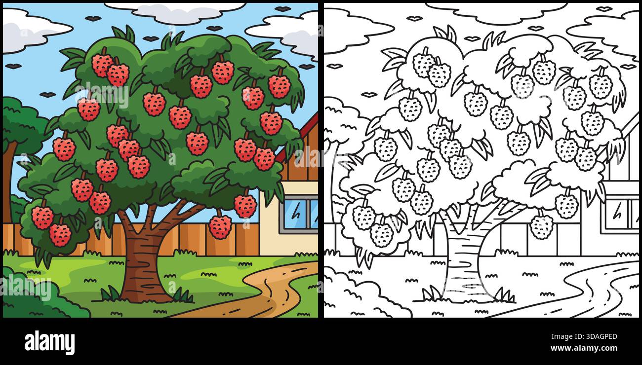 Lychee fruit tree Stock Vector Images - Alamy