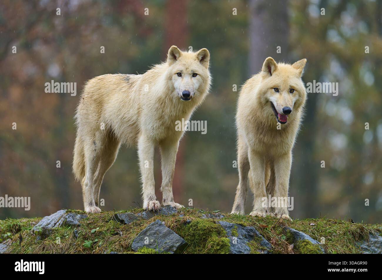 Two white wolves standing next to each other in the rain on rocky ...