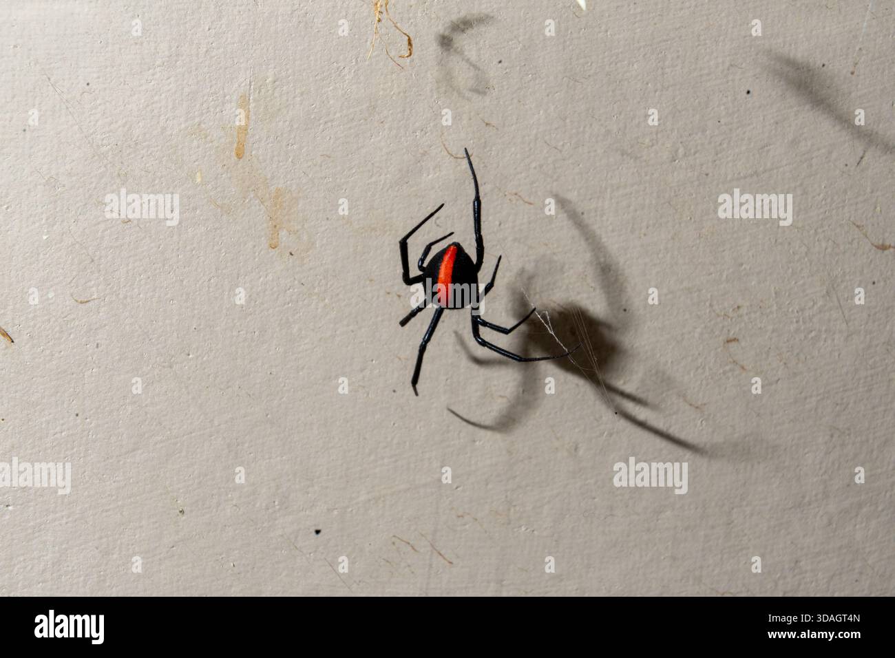 Macrophotography of Latrodectus hasselti, a Female Redback Spider Stock ...