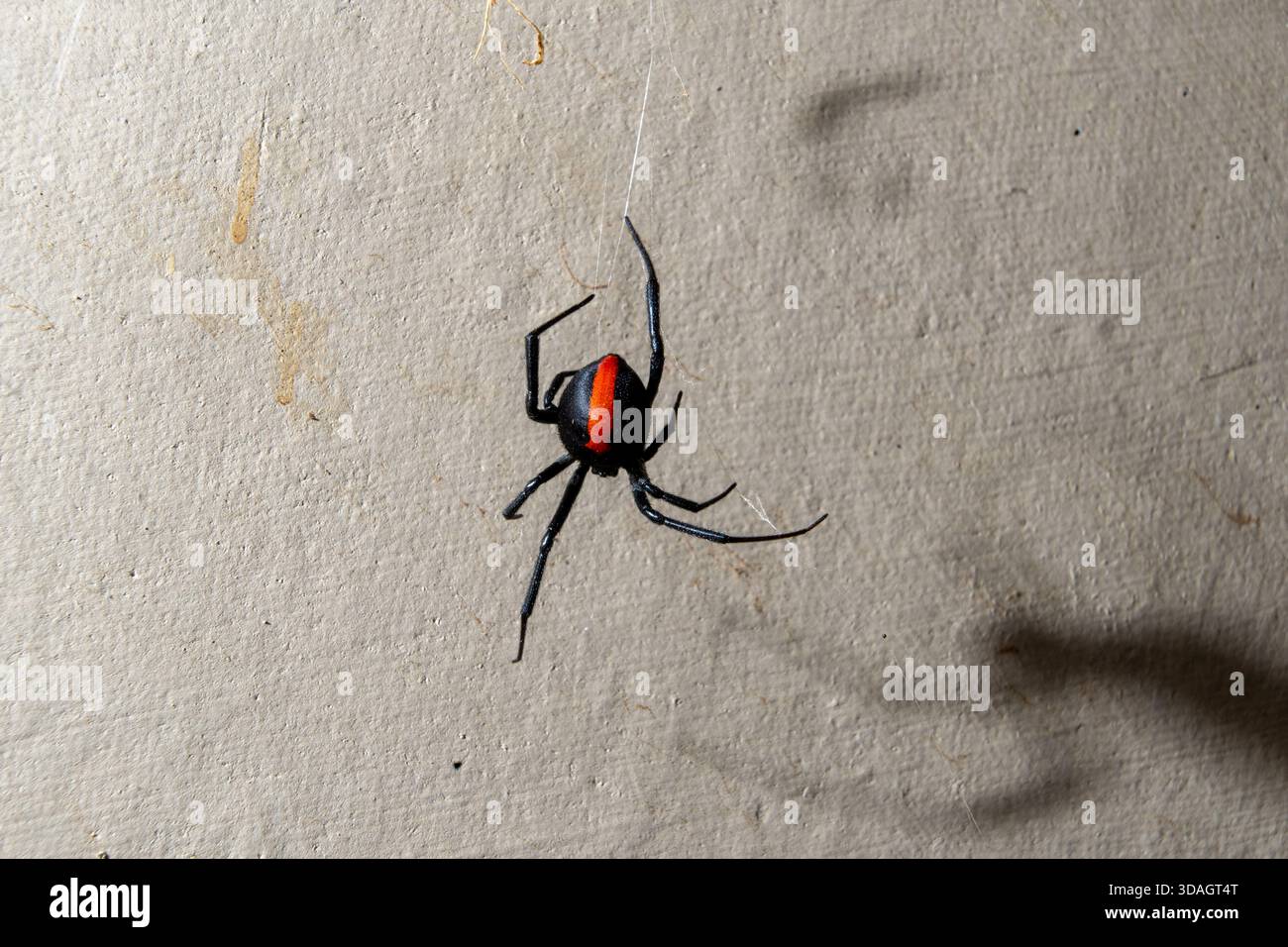Macrophotography of Latrodectus hasselti, a Female Redback Spider Stock ...