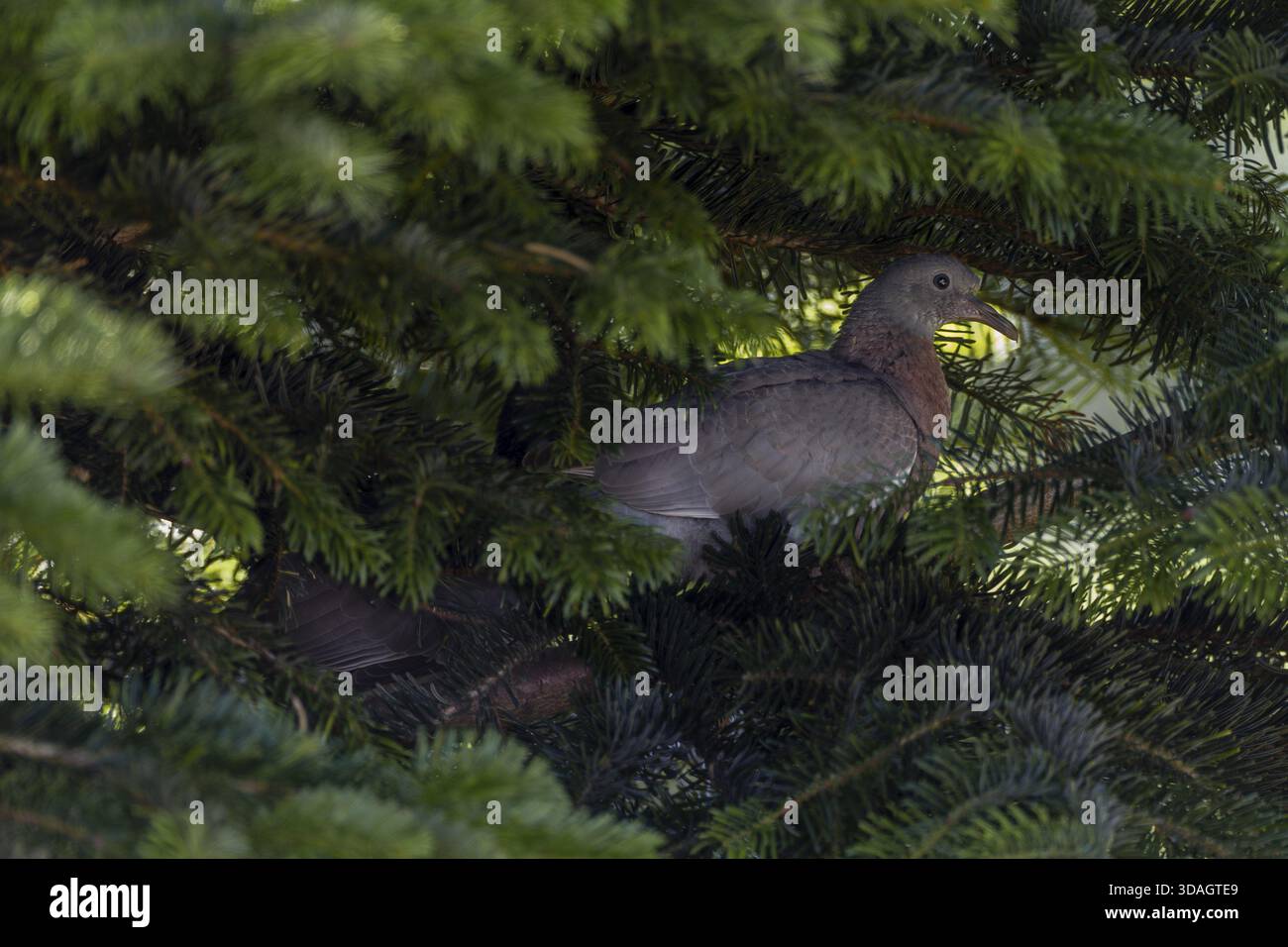 The young wood pigeon (Columba palumbus) waits patiently at the nest ...