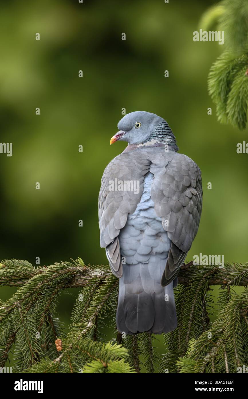 Often sit upright hi-res stock photography and images - Alamy