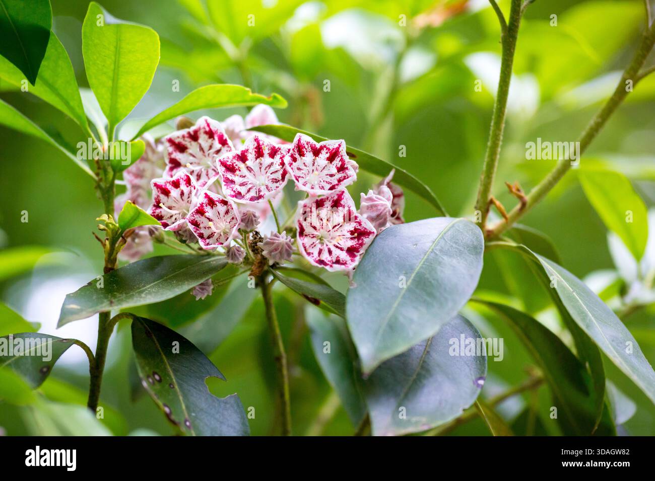 Red and white striped blooms of the Minuet variety of Mountain Laurel ...