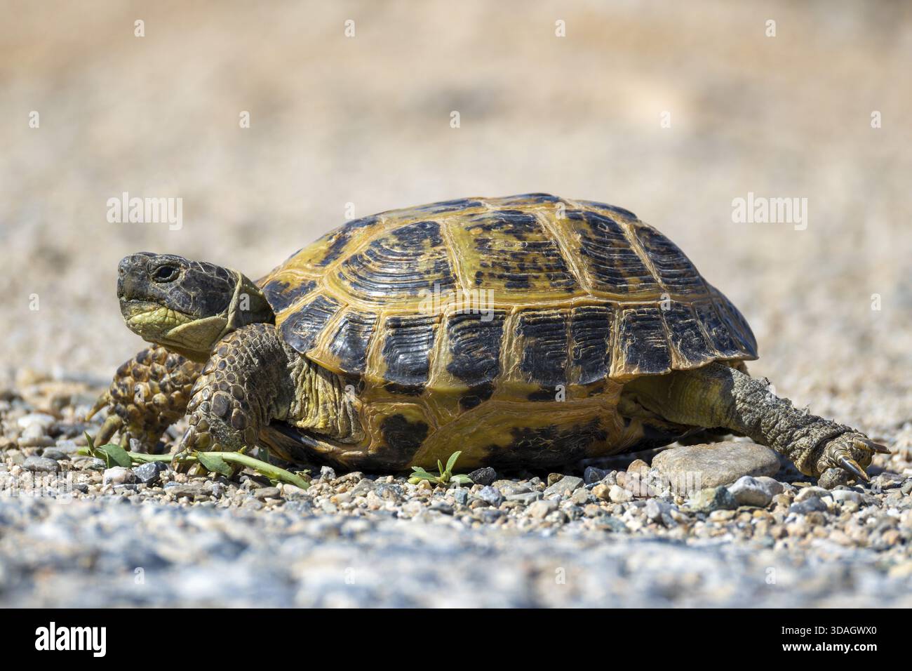 Steppe turtle, four-toed turtle, Russian tortoise, Testudo horsfieldii ...